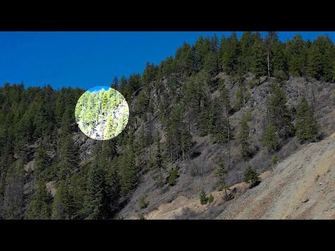 Hikers Pursue Sasquatch Evidence in Cascade Forest: New Findings Await