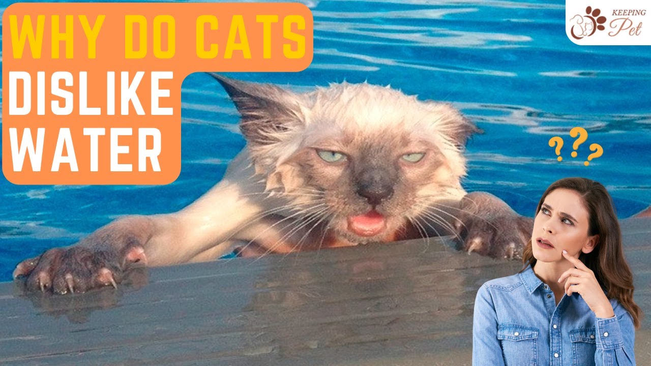 Why Do Cats Hate Water The Surprising Truth Behind Their Aversion To