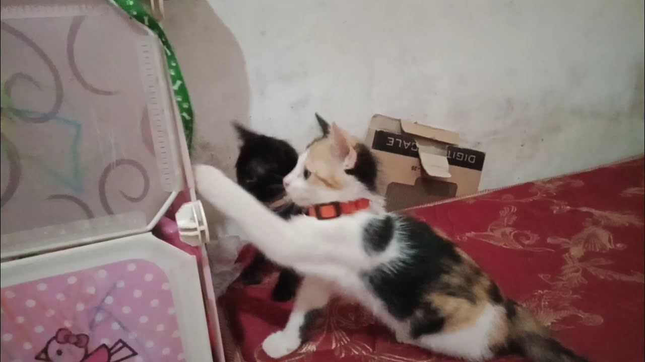 Cute Kitty cat playing, always remembered with your cuteness - YouTube
