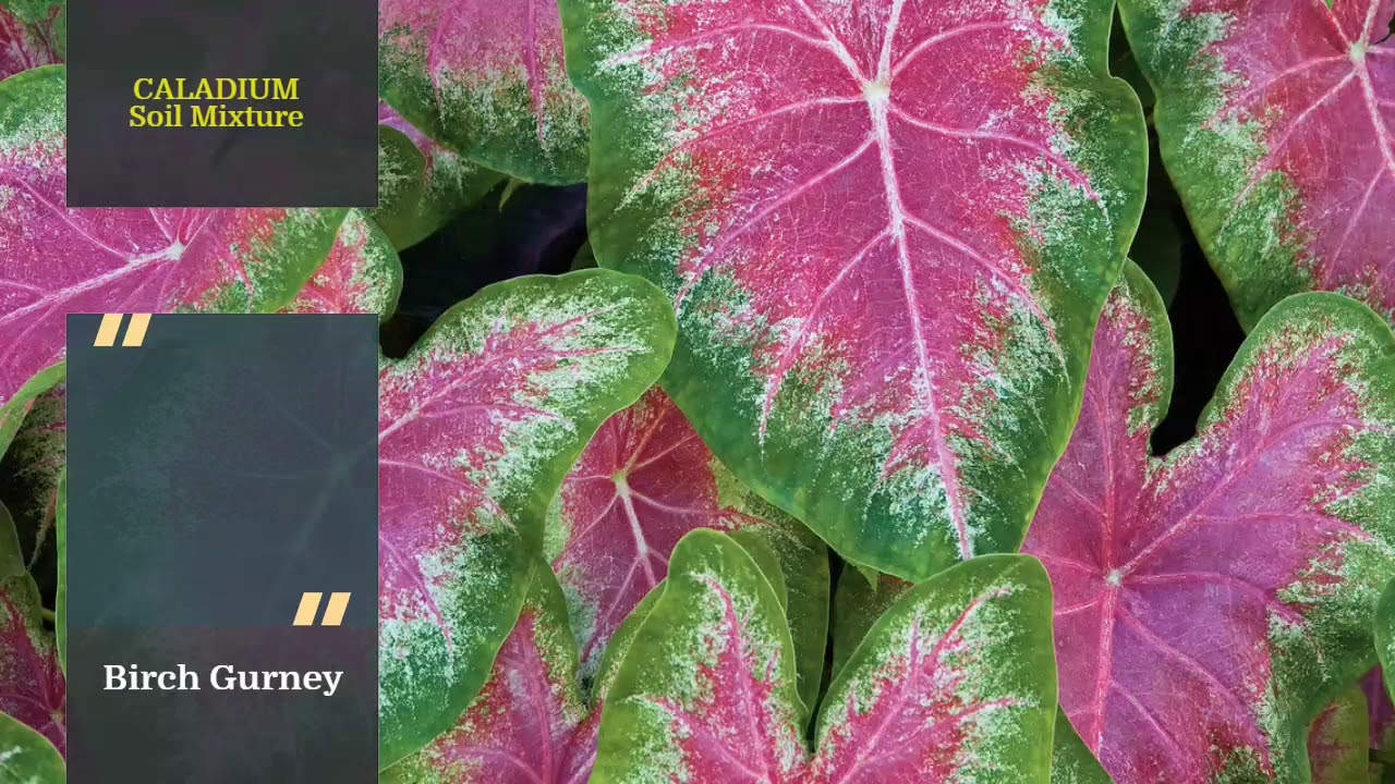 Caladium | Caladium Tips & Tricks | Caladium Care | Caladium Plant ...