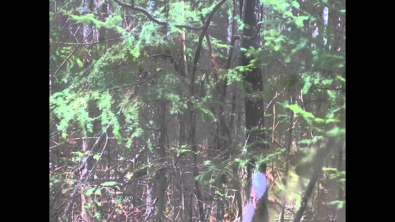 BIGFOOT TREE SIGNS AND TERRITORY OBSERVATION PART 4.wmv - YouTube