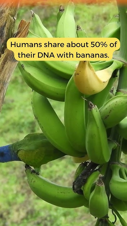 The Surprising Genetic Connection: Exploring the 50% DNA Shared Between ...