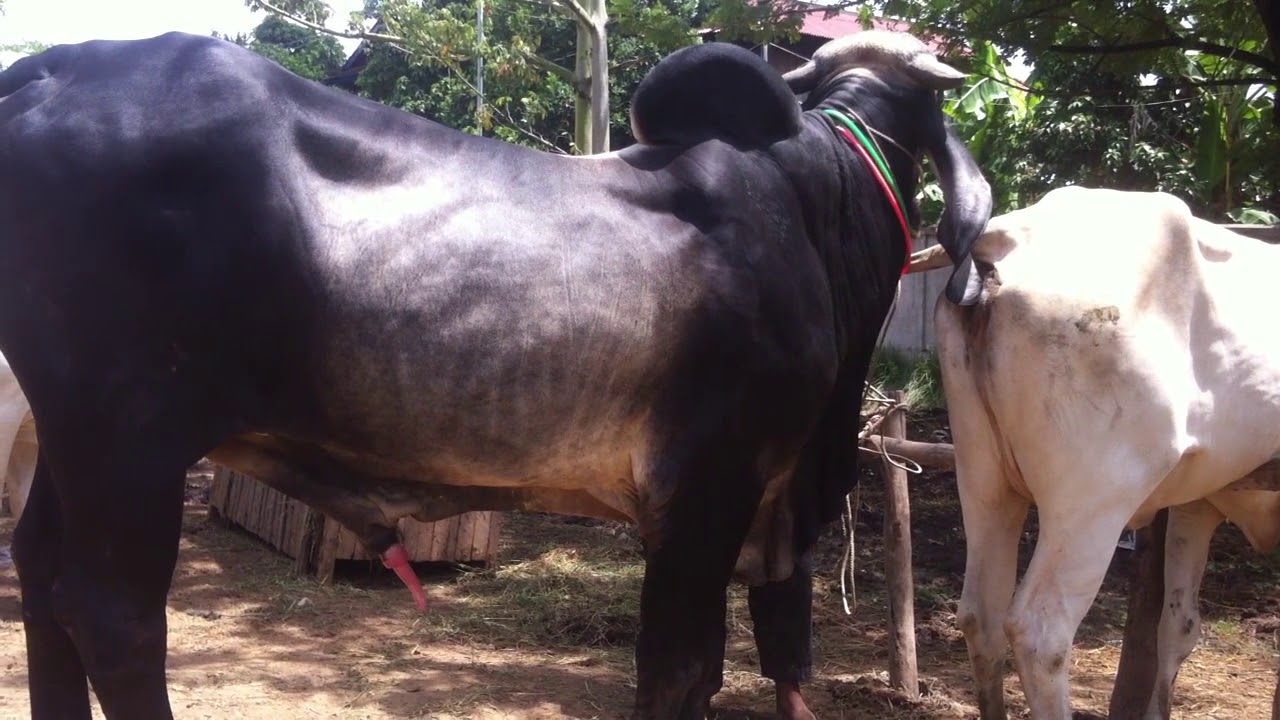 Wow!! Amazing Man Breed Cow, How To Breds Cows In My Country ...