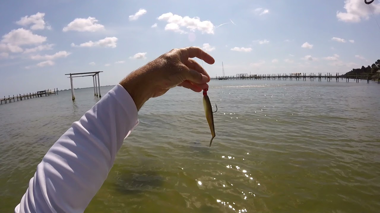 Wade Fishing Fort Pierce for Monster Snook - YouTube
