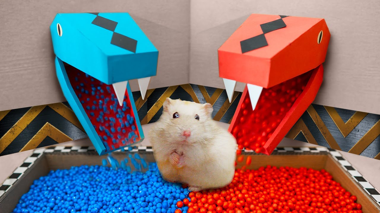 Hamster Escapes from the Prison Maze - YouTube