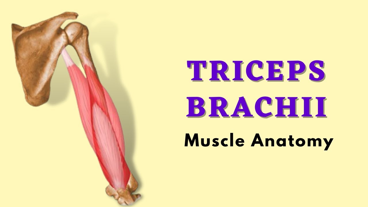 Triceps Brachii Muscle Anatomy | Posterior Arm Muscle | Doctor Speaks ...