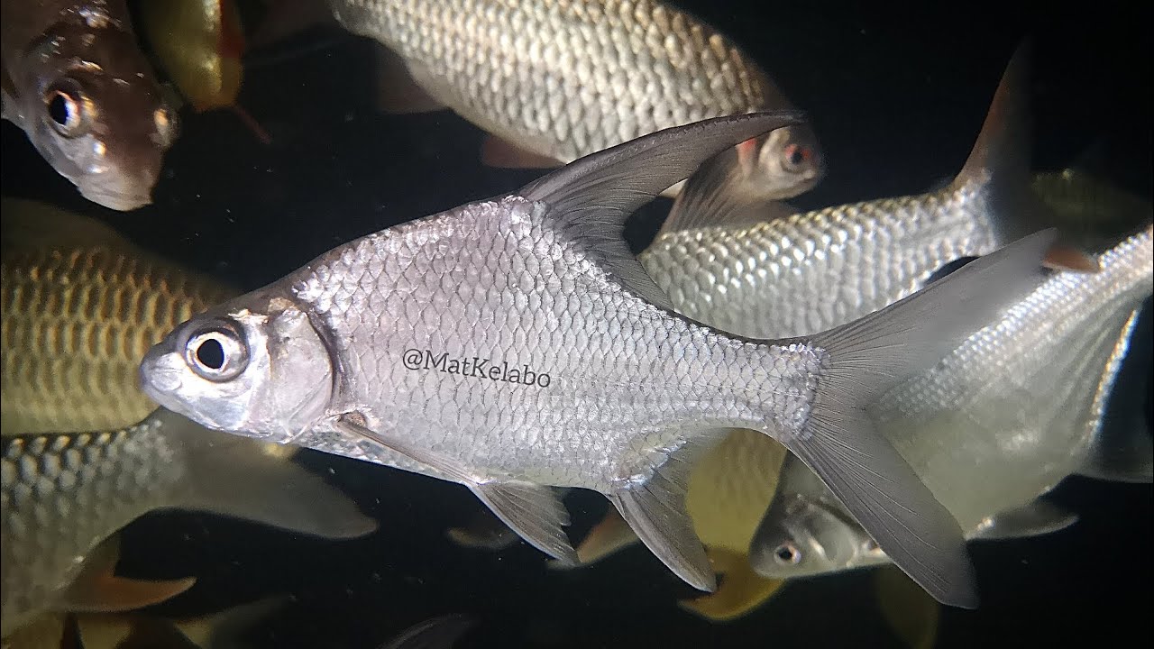 Puntioplites falcifer @ Sicklefin Barb/Kerengkek Siam (Mekong River ...