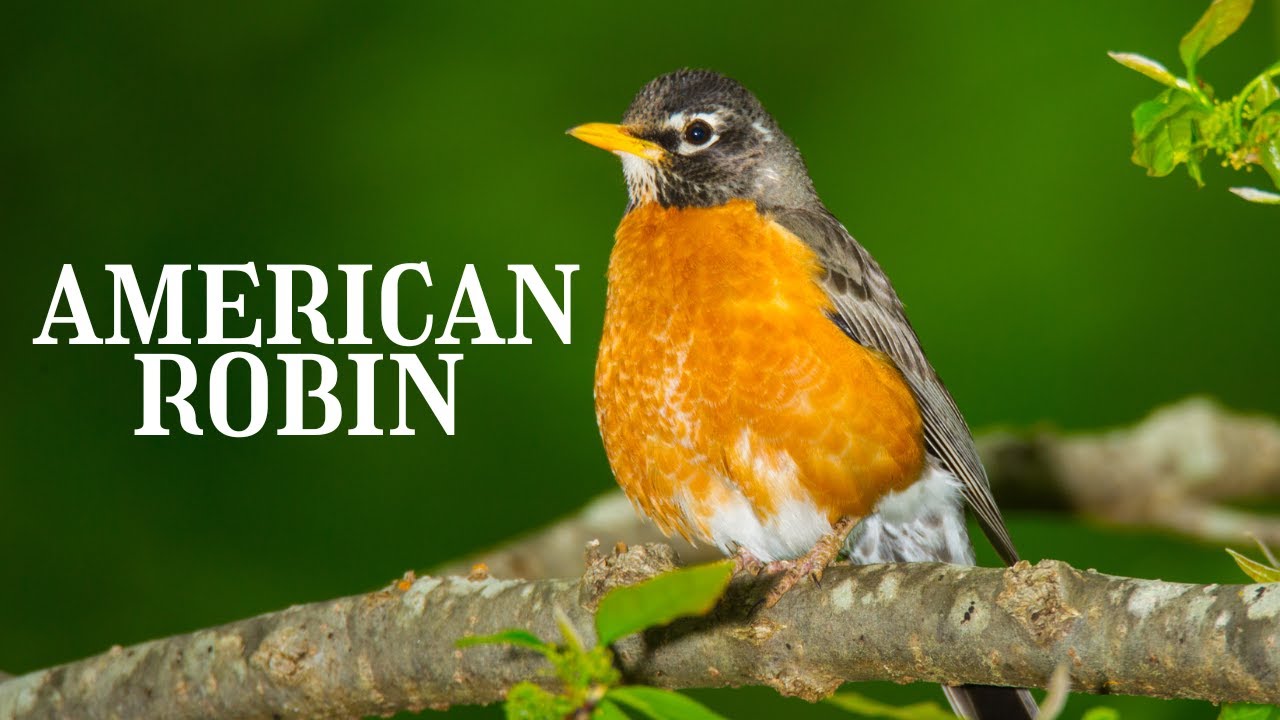 AMERICAN ROBIN with CALL, SOUNDS and INTERESTING FACTS - YouTube