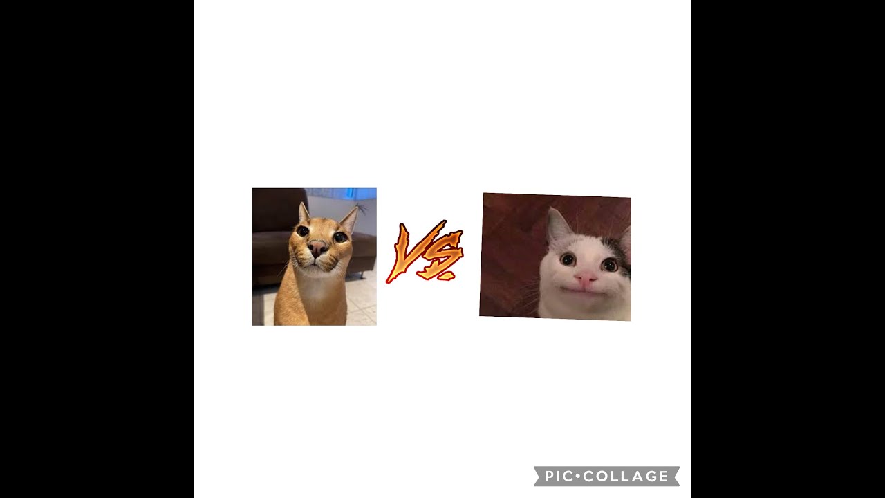 BELUGA VS FLOPPA - YouTube