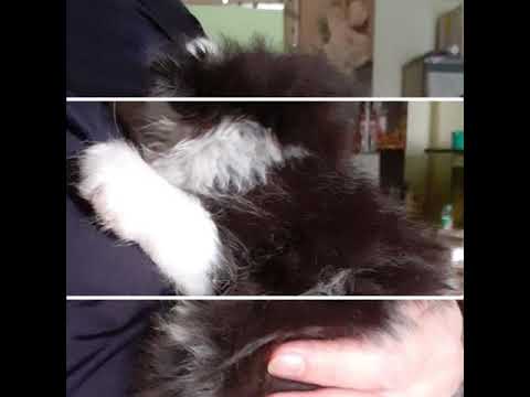 Persian kitten linglingmomo 7