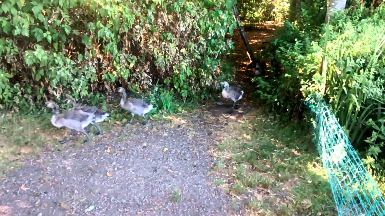 Geese on parade at Como Lake - YouTube