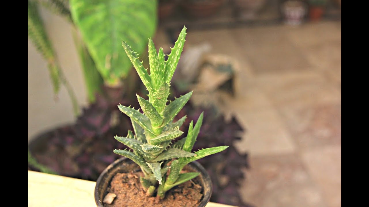 How to Grow and Care for Aloe Juvenna (Tiger Tooth Aloe} - YouTube