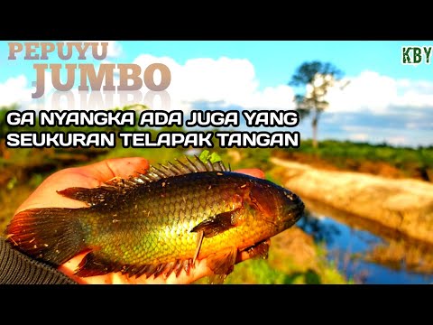 BABE YONO DAPAT IKAN BETOK SUPER BESAR