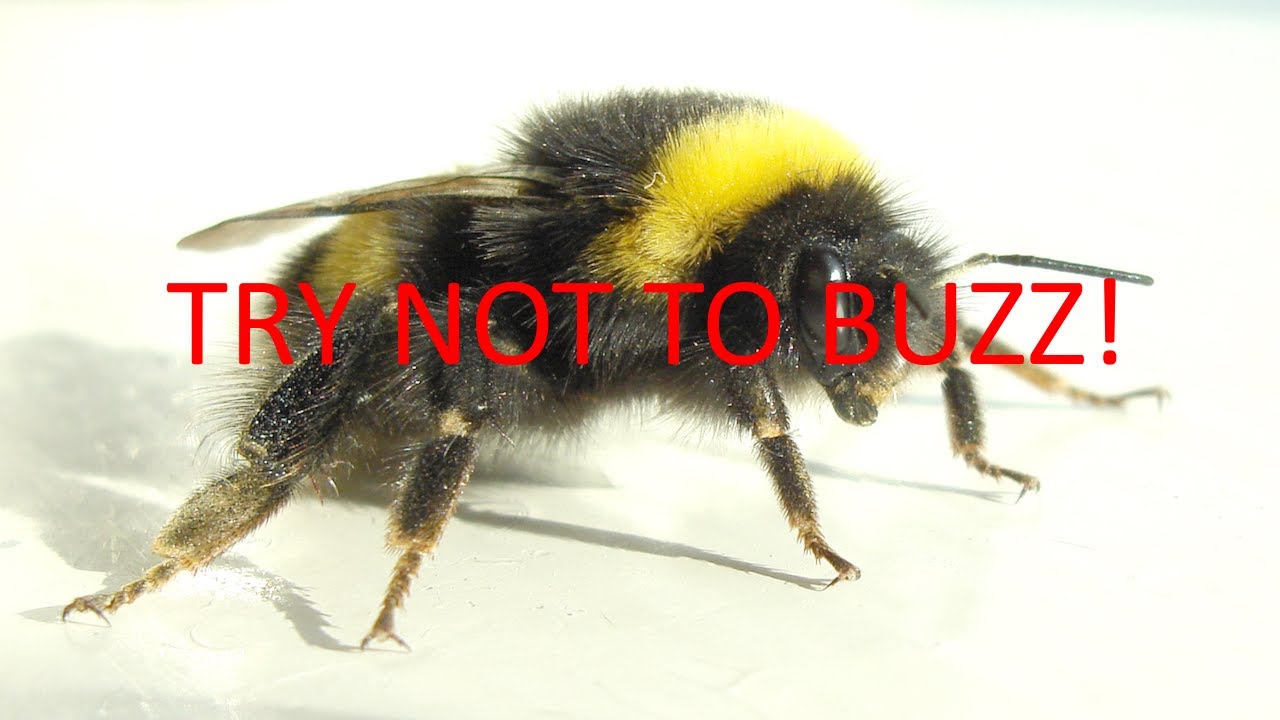 Try Not to Buzz Challenge (Impossible!) - YouTube