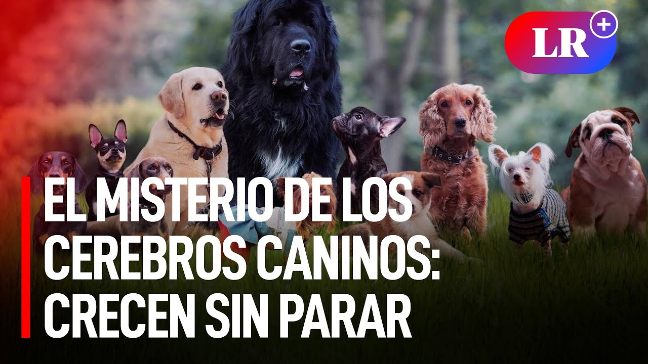Los perros tienen cerebros cada vez más grandes, según estudio: ¿cuál ...