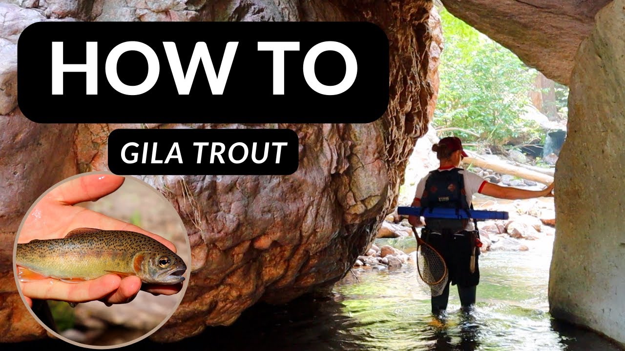 Ever want to catch Gila Trout? Tips and Tricks on how to catch rare ...
