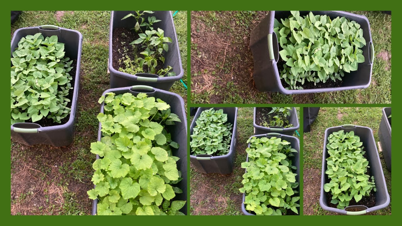 Old Fashioned Vegetable Gardens