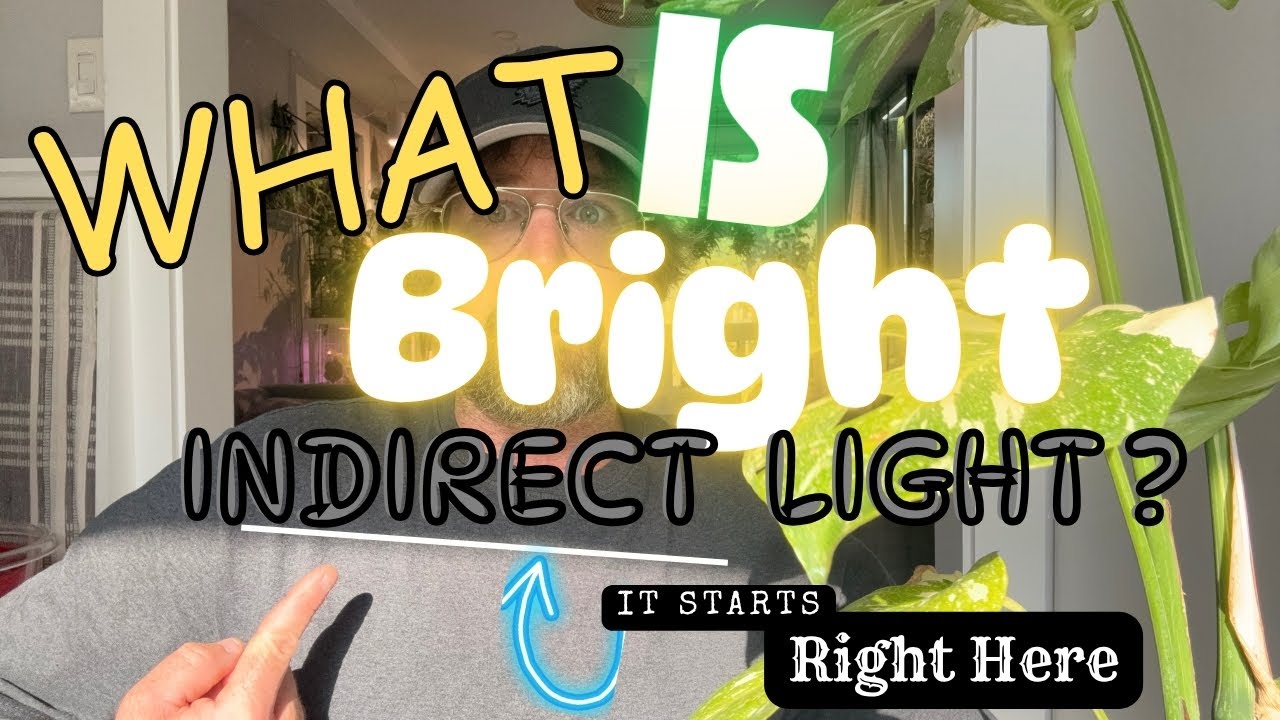 What is Bright Indirect Light? Lets look at the different types of ...