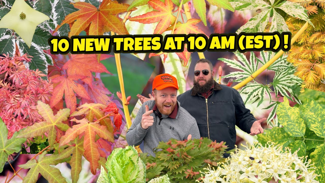 Euphoria | 10 New Trees at 10 AM (EST) | Japanese Maples for Backyard ...