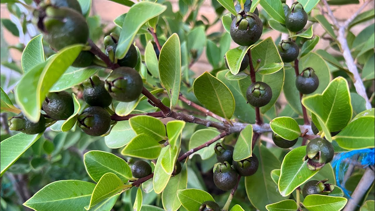 Update my Lemon guava and strawberry guava at front yard 💥😊 - YouTube