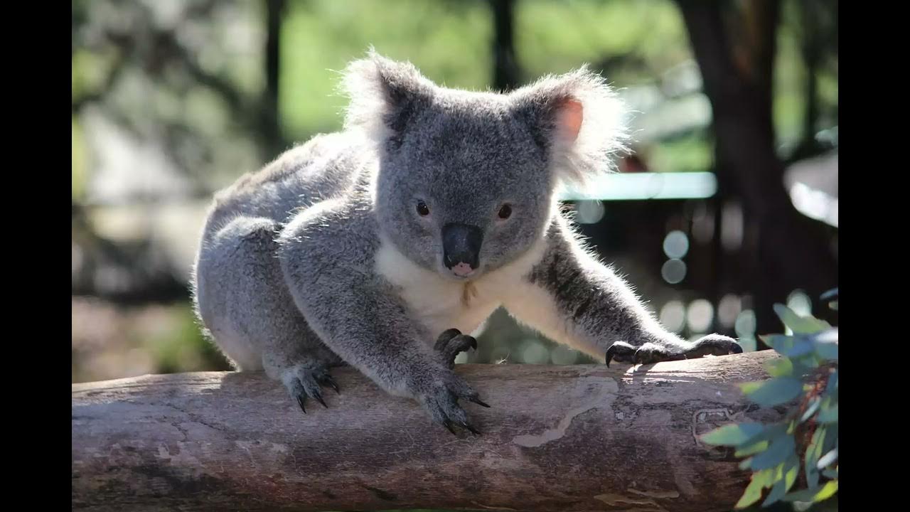 Meet a Koala at the National Zoo and Aquarium - YouTube