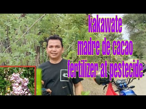 How to make kakawate || fertilizer at pesticide || madre de cacao ...