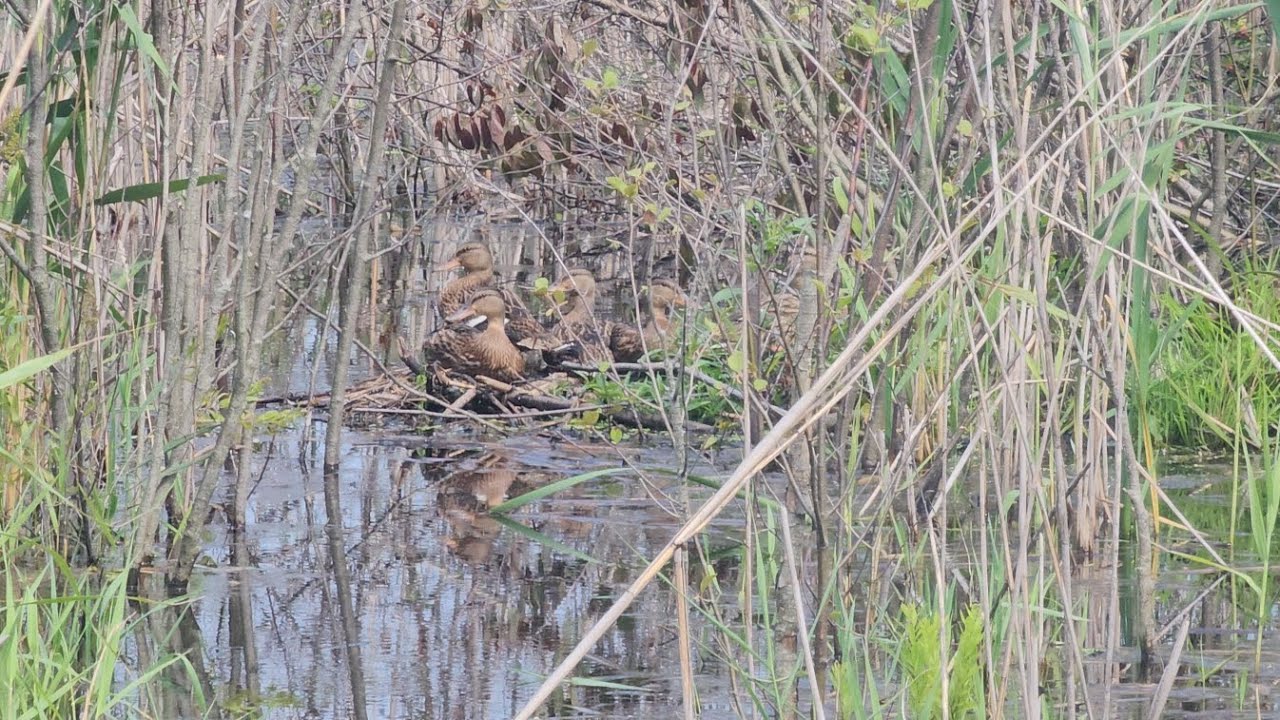 Ducks and King birds in the Minden Bog. - YouTube