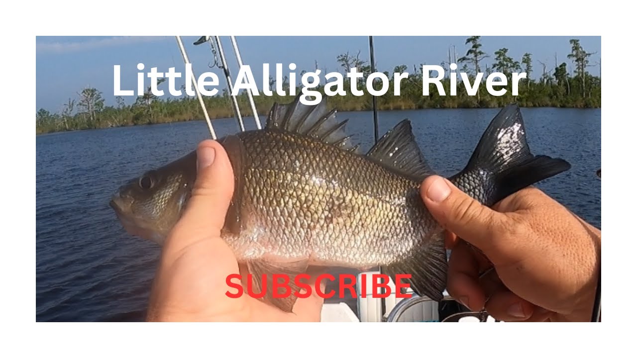 LITTLE ALLIGATOR RIVER - YouTube