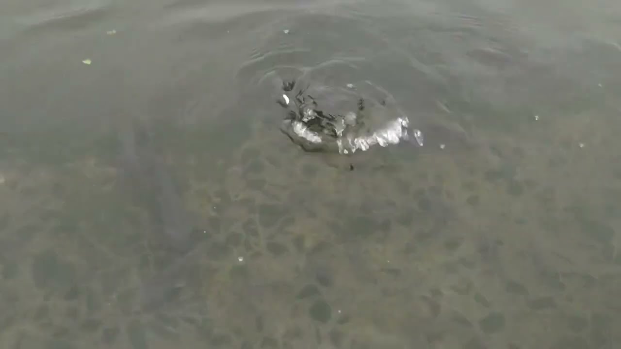 Amazing Fish 🐟🐠 Caughting techniques - YouTube