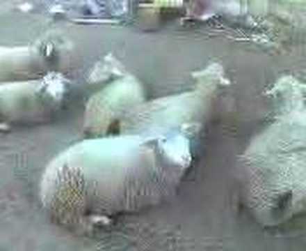 geviş getiren koyunlar