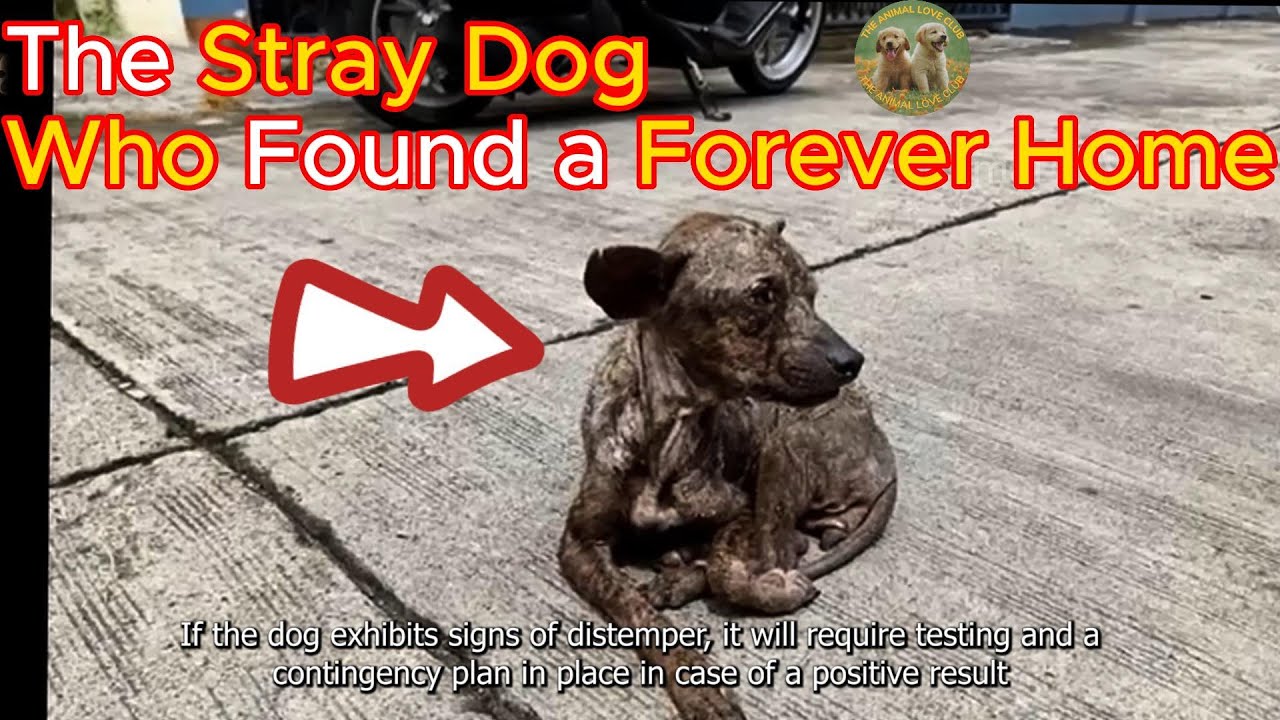 The Stray Dog Who Found a Forever Home | The Animal Love Club - YouTube
