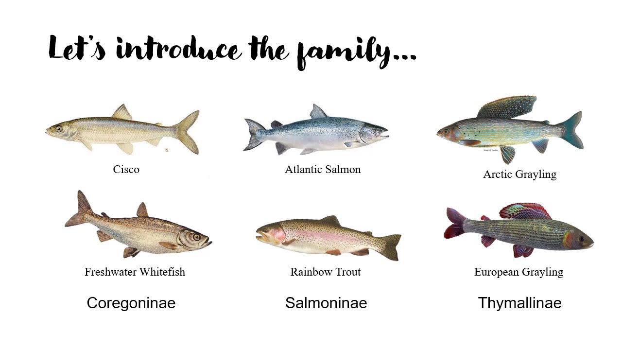 Salmonidae Family- Gracee Gallant - YouTube