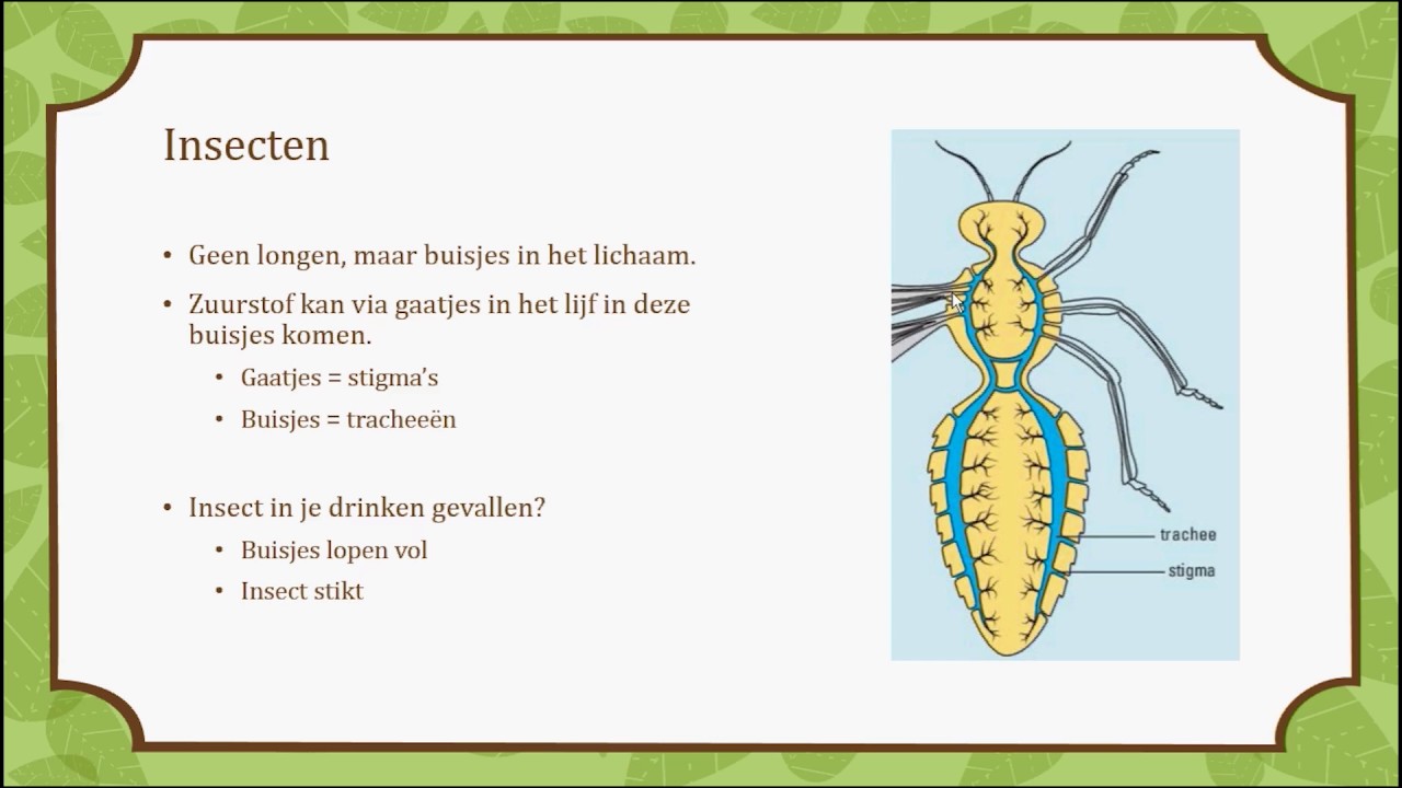 11.2 Ademhaling bij planten en dieren - 2T - YouTube