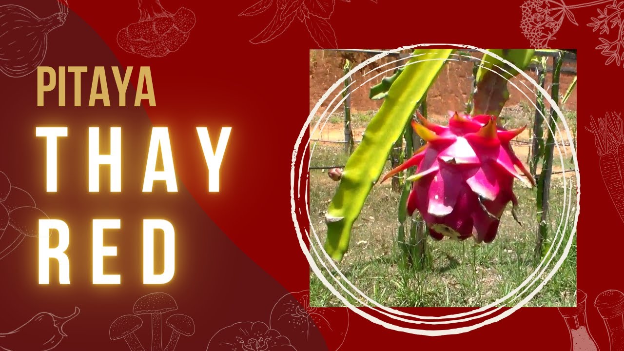 PITAYA THAY RED PESO E BRIX #dragonfruit #pitahaya - YouTube