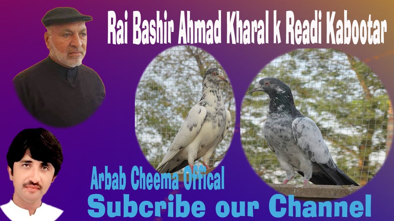 Rai Bashir Ahmad Kharal k kabootarlArbab Cheema official - YouTube