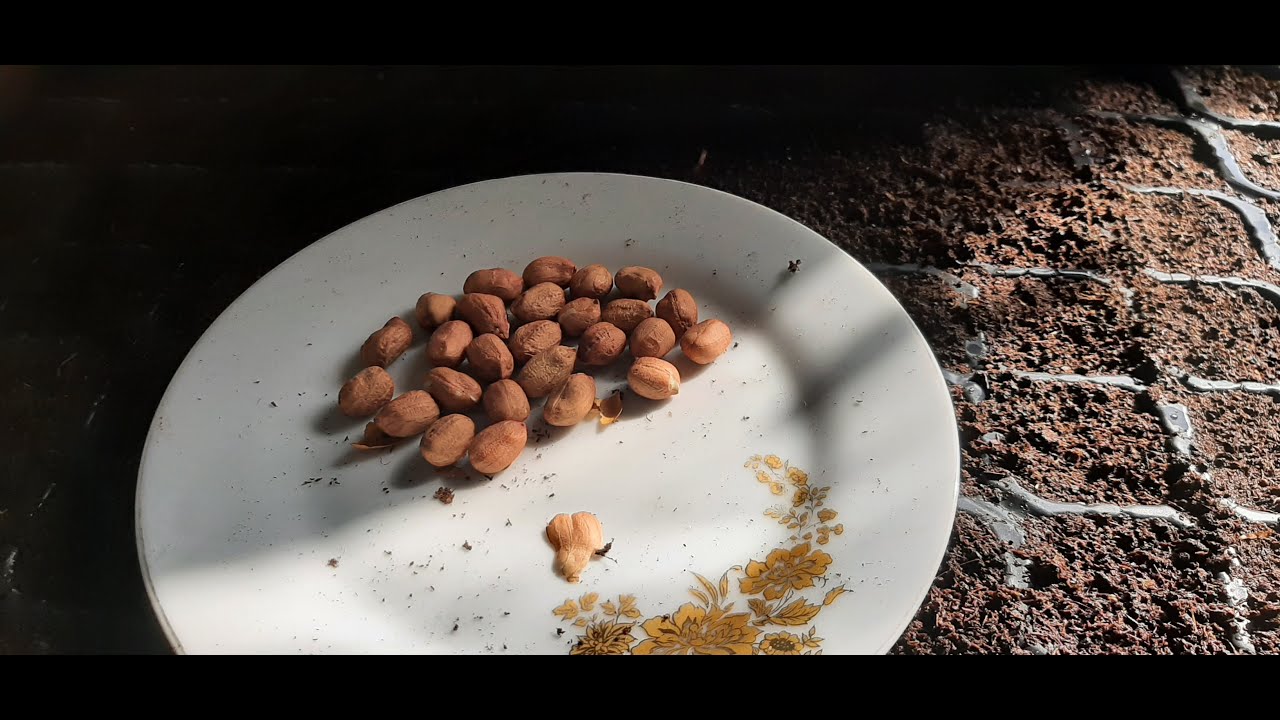 Alune de pamant (arahide ) rasad ! - YouTube