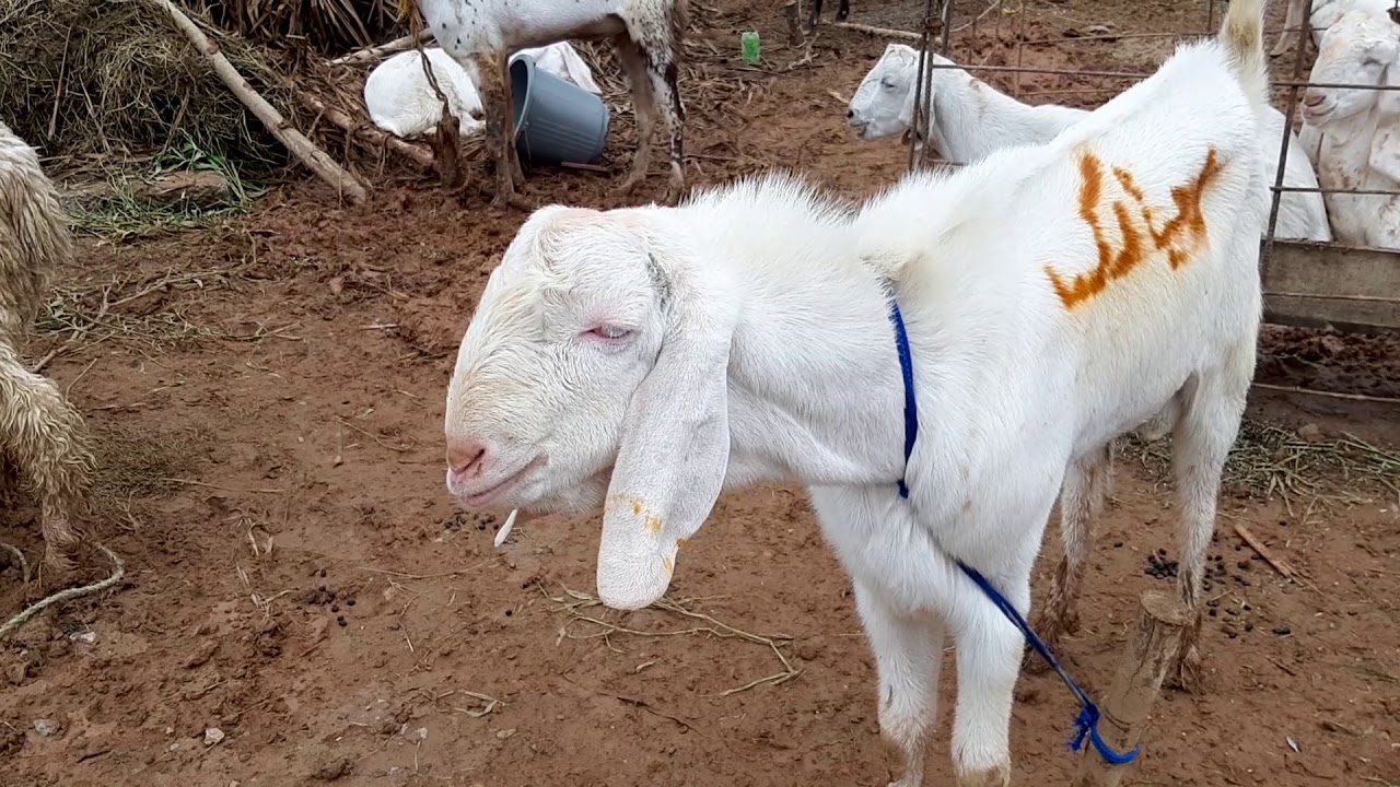 Boo Bakra Andal Bakra || Islamabad Cow Mandi || - YouTube