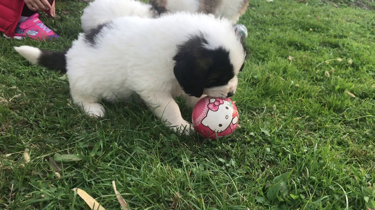 B puppies - YouTube