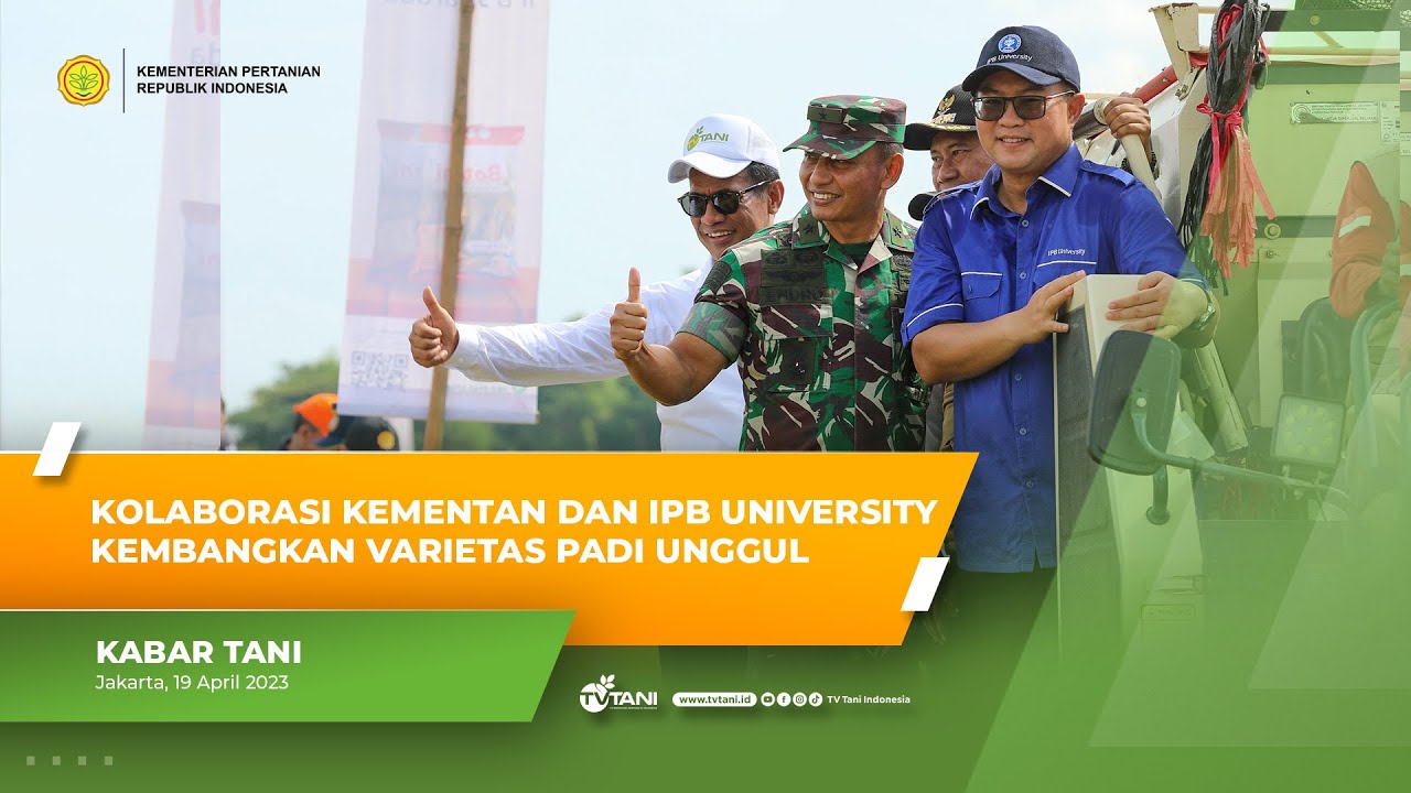 Mentan Amran dan Rektor IPB Panen Padi Varietas IPB 9G di Lamongan, Per ...