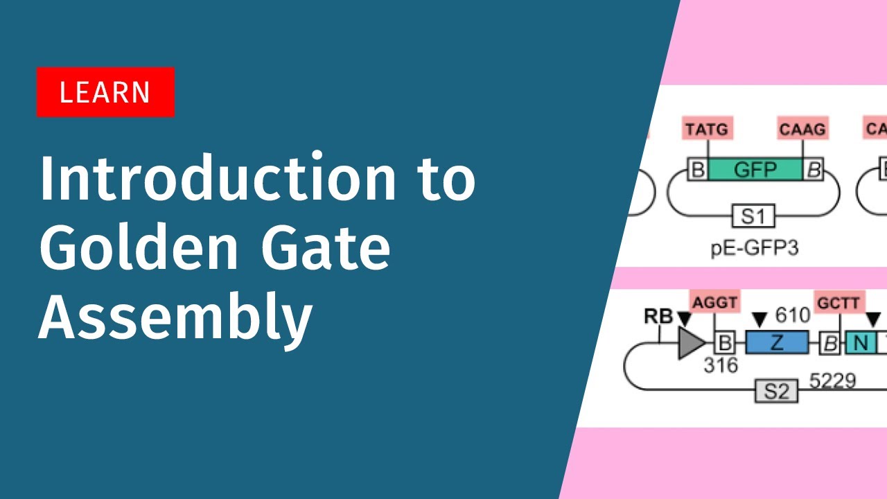 Introduction to Golden Gate Assembly - YouTube