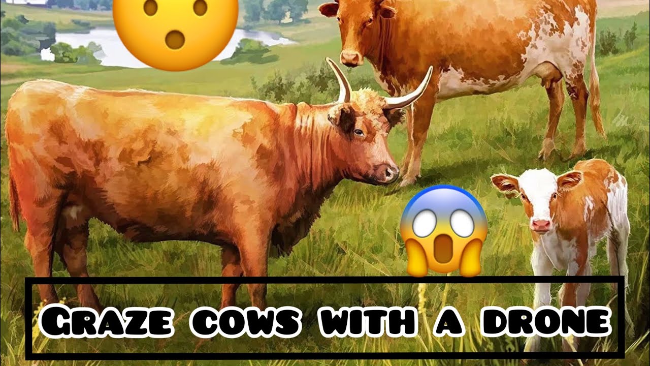 COW VIDEO COWS MOOING AND GRAZING IN A FIEL animal videos - YouTube
