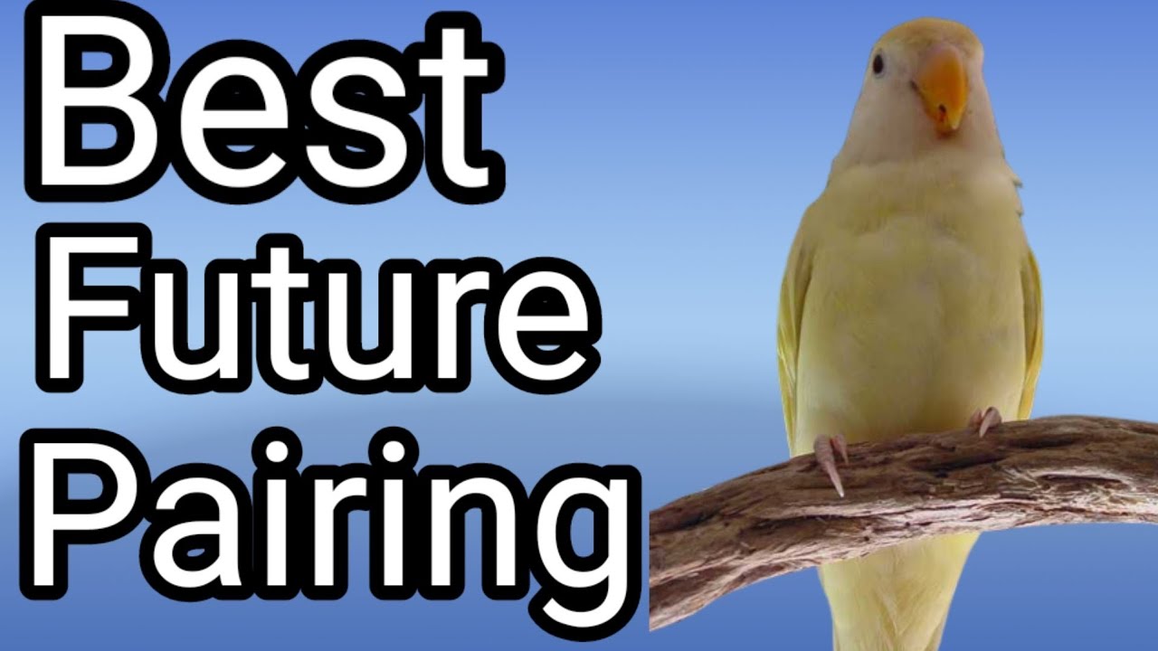 How to produce cremino lovebird opaline|Birds Info Videos - YouTube