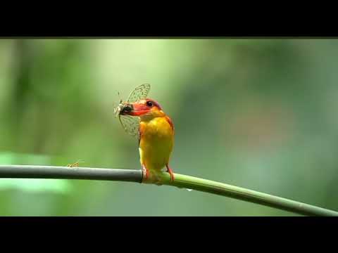 Forrest bird's - YouTube