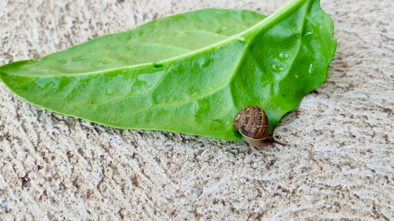 A Baby Snail !! - YouTube