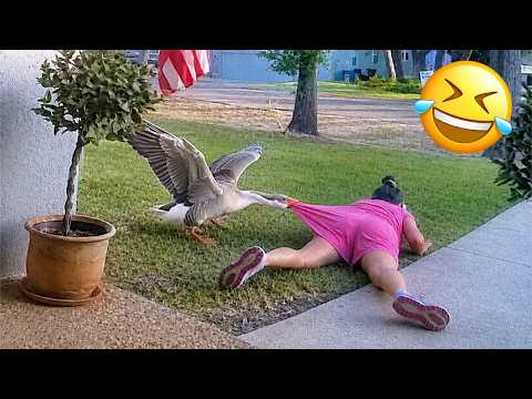 Funniest Animal Videos 2026 😂 When Animals Have Other Plans