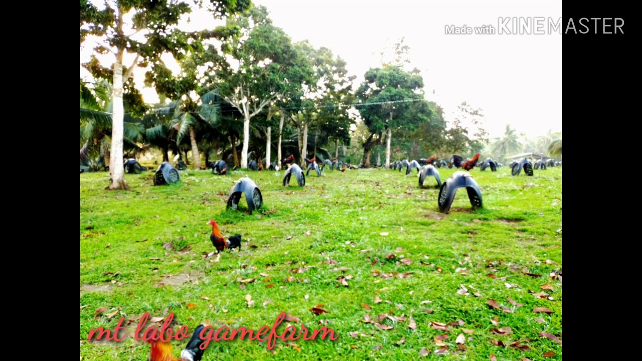 MT LABO GAMEFARM - YouTube