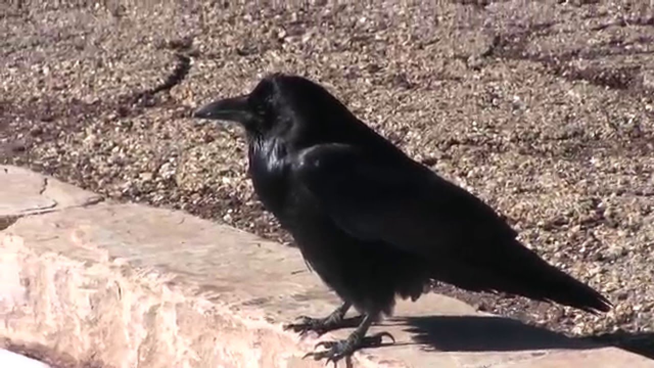 Silly Crow - YouTube