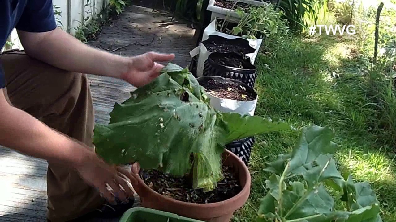 4 Fails in the Garden so far in 2017 Straight To The Point The ...