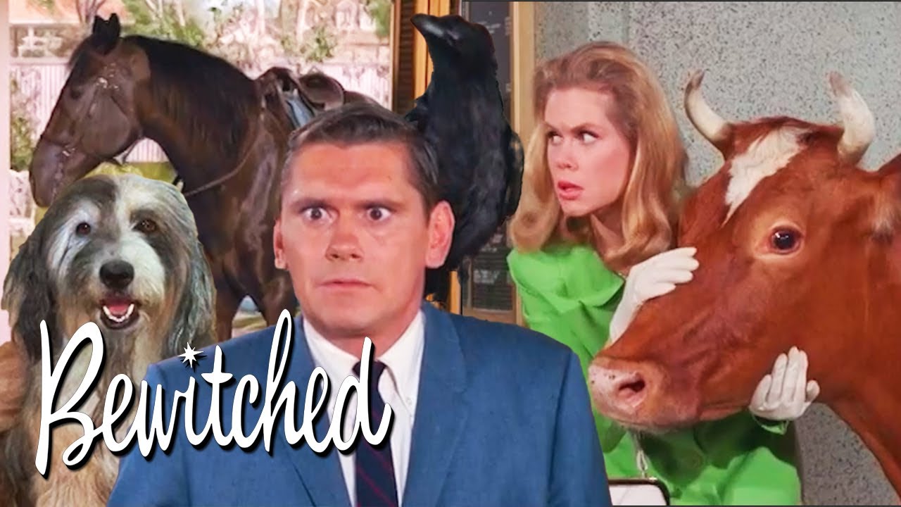 The Animals Of Bewitched | Bewitched - YouTube
