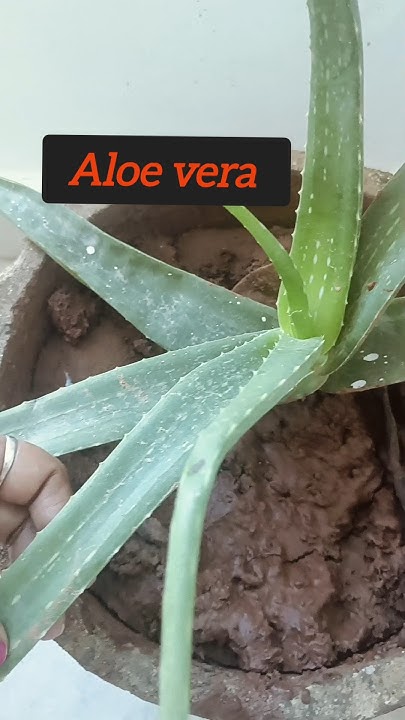 #shorts#Parenchyma in Aloe vera#Anatomy of flowering plants#neet# ...